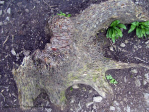 Wishing trees – The Naiads Well