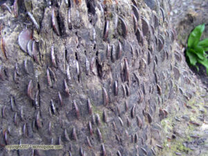 Wishing trees – The Naiads Well