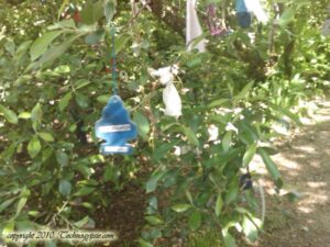 Wishing trees – The Naiads Well