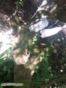 Wishing trees – The Naiads Well