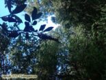 Wishing trees – The Naiads Well