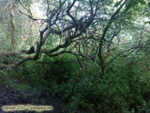 Wishing trees – The Naiads Well