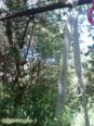 Wishing trees – The Naiads Well